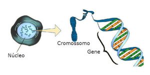 O que é MATERIAL GENÉTICO? - Genes, Cromossomos e mais!