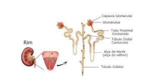 Resumo do Sistema Urinário: Órgãos, formação da urina, função ...