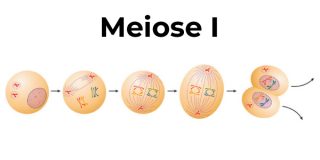 O que é MEIOSE? - Definição, Etapas e muito mais!