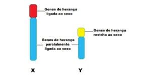 O que são cromossomos autossomos? TUDO sobre!