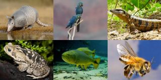 Exercícios sobre Caatinga + GABARITO + RESUMO DA MATÉRIA