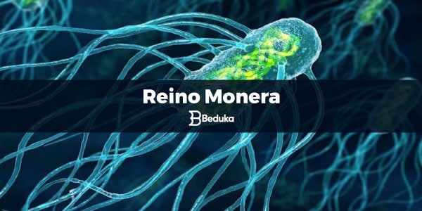 TUDO sobre o Reino Monera: Quem são, como são e o que fazem!