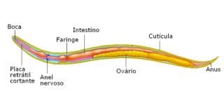O que são NEMATELMINTOS? TUDO sobre o assunto!