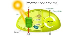 Qual a Fórmula da Fotossíntese? Explicação COMPLETA!