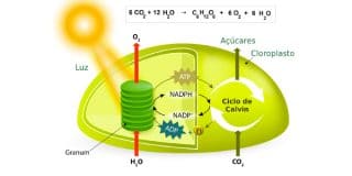 Qual a Fórmula da Fotossíntese? Explicação COMPLETA!