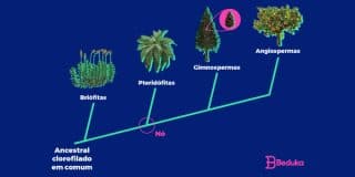 Resumo do Reino Plantae ou Vegetal: TUDO o que você precisa saber!