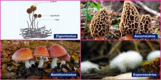 Resumo do Reino Fungi: TUDO o que você precisa saber!