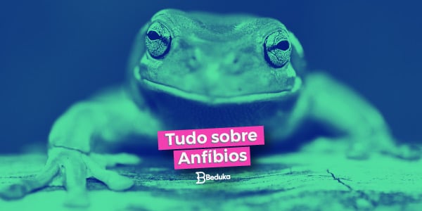 Tudo sobre Anfíbios: Resumo Completo + curiosidades e imagens!