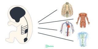 O que são Folhetos Embrionários? Resumo Completo + Imagens!