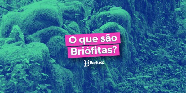 O que são Briófitas? Resumo com Estruturas, Classificação e Reprodução!