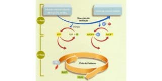 O que é Quimiossíntese? Definição, Exemplos, Fases e Importância!